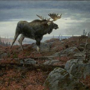 Lost Timber on Cuseum