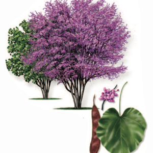 Texas Redbud on Cuseum