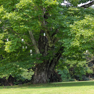 Oracle Tree by Chip Sullivan and Elizabeth Boults on Cuseum