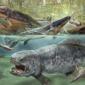 About the Devonian Period on Cuseum