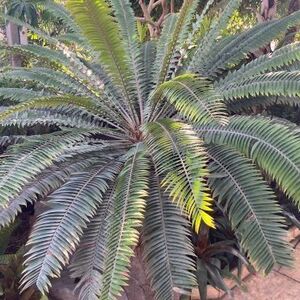 Modjadji Palm (Encephalartos transvenosus) on Cuseum