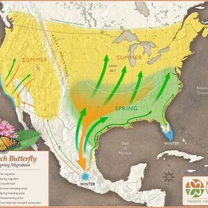 Monarch Migration on Cuseum